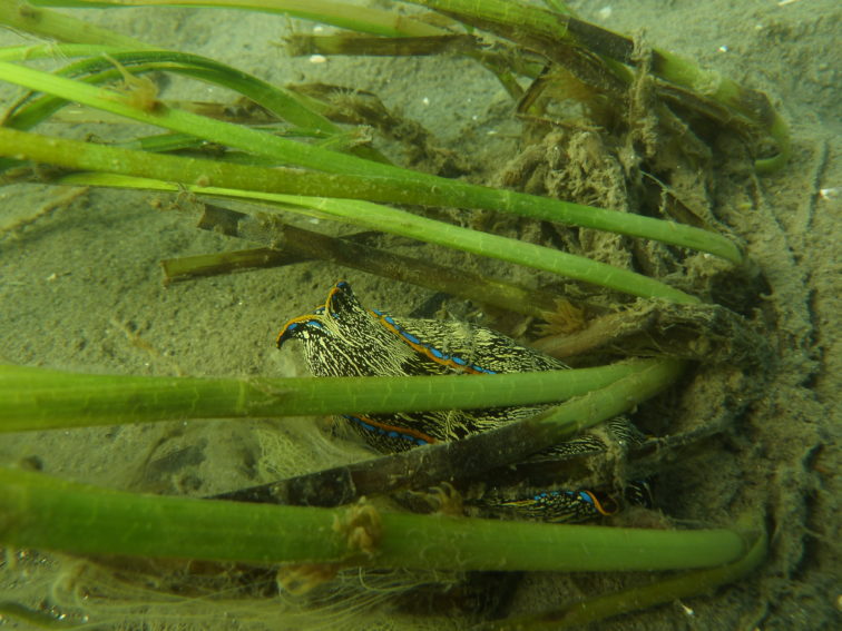 newly planted bundle with navanax - Southern California Wetlands ...