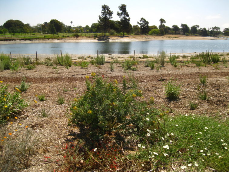 Colorado Lagoon Restoration - Southern California Wetlands Recovery Project
