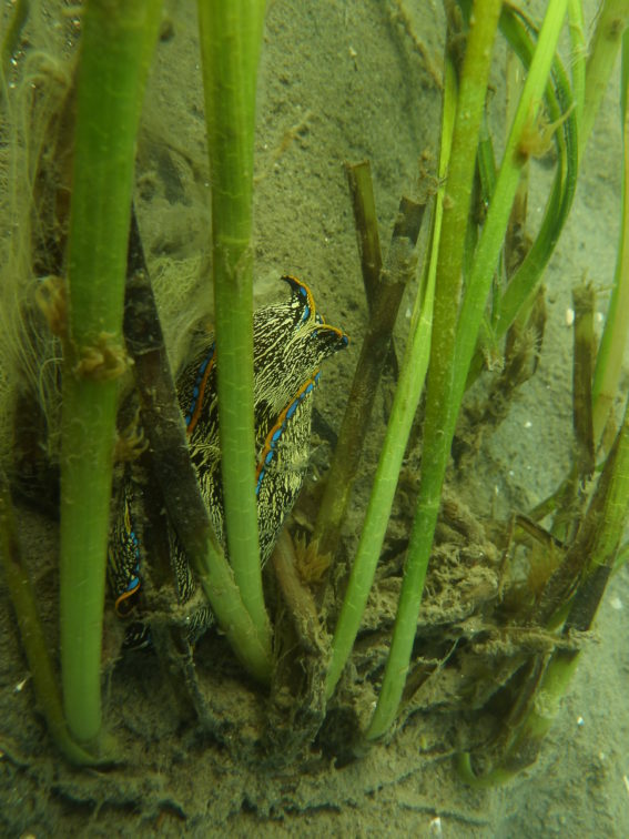 newly planted bundle with navanax - Southern California Wetlands ...