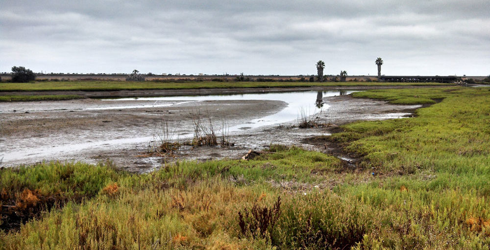 Freshwater Wetland Archives - Southern California Wetlands Recovery Project